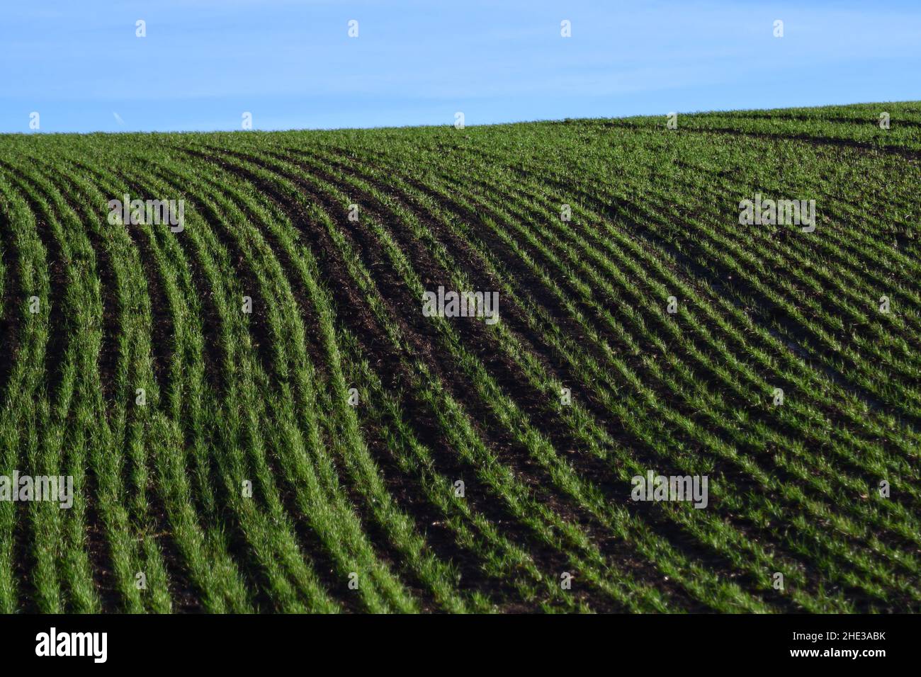 Wavy lines of sprouting crops hi-res stock photography and images - Alamy