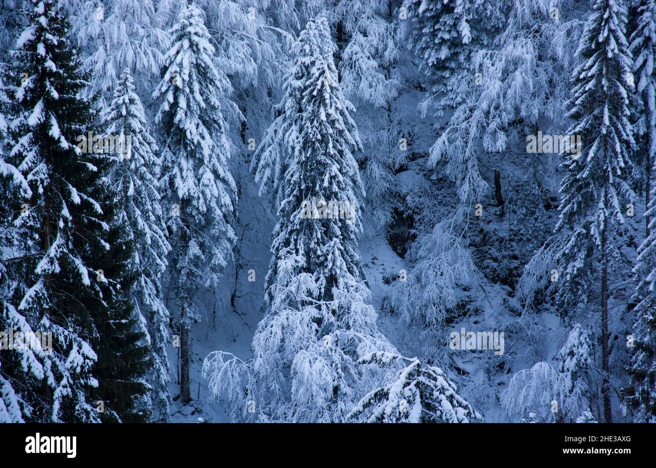 the cold night frost with the North Pole wind froze the forests Stock ...