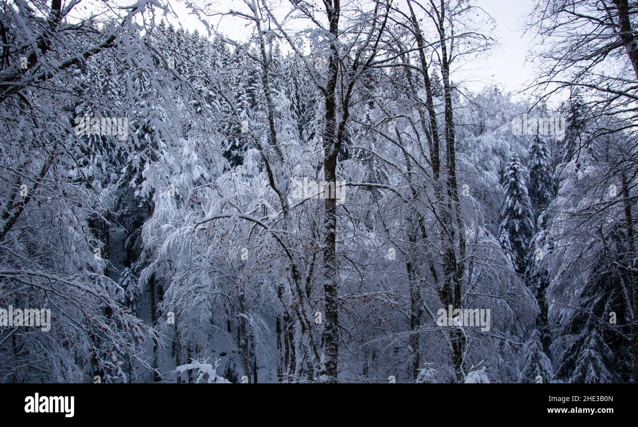 the cold night frost with the North Pole wind froze the forests Stock ...