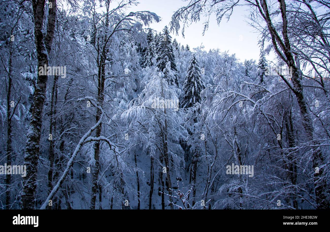 the cold night frost with the North Pole wind froze the forests Stock ...