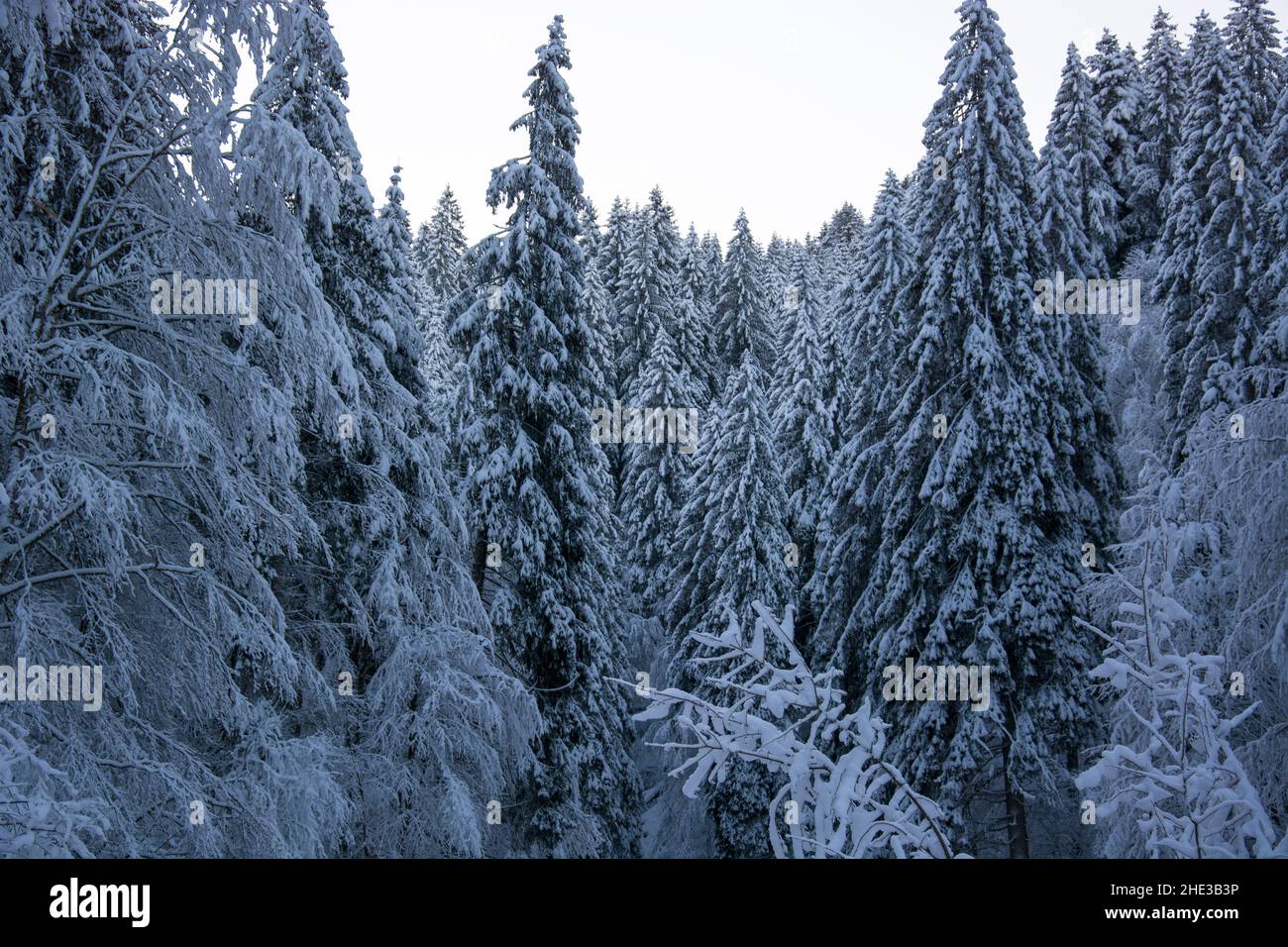 the forests on the mountains with intense cold Stock Photo - Alamy