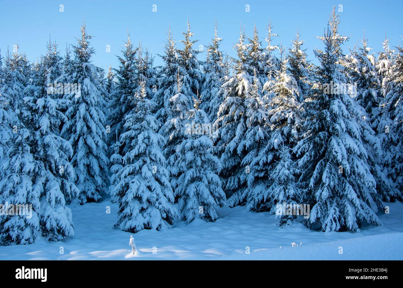 the whole forest frozen under the cold of the North Pole Stock Photo ...