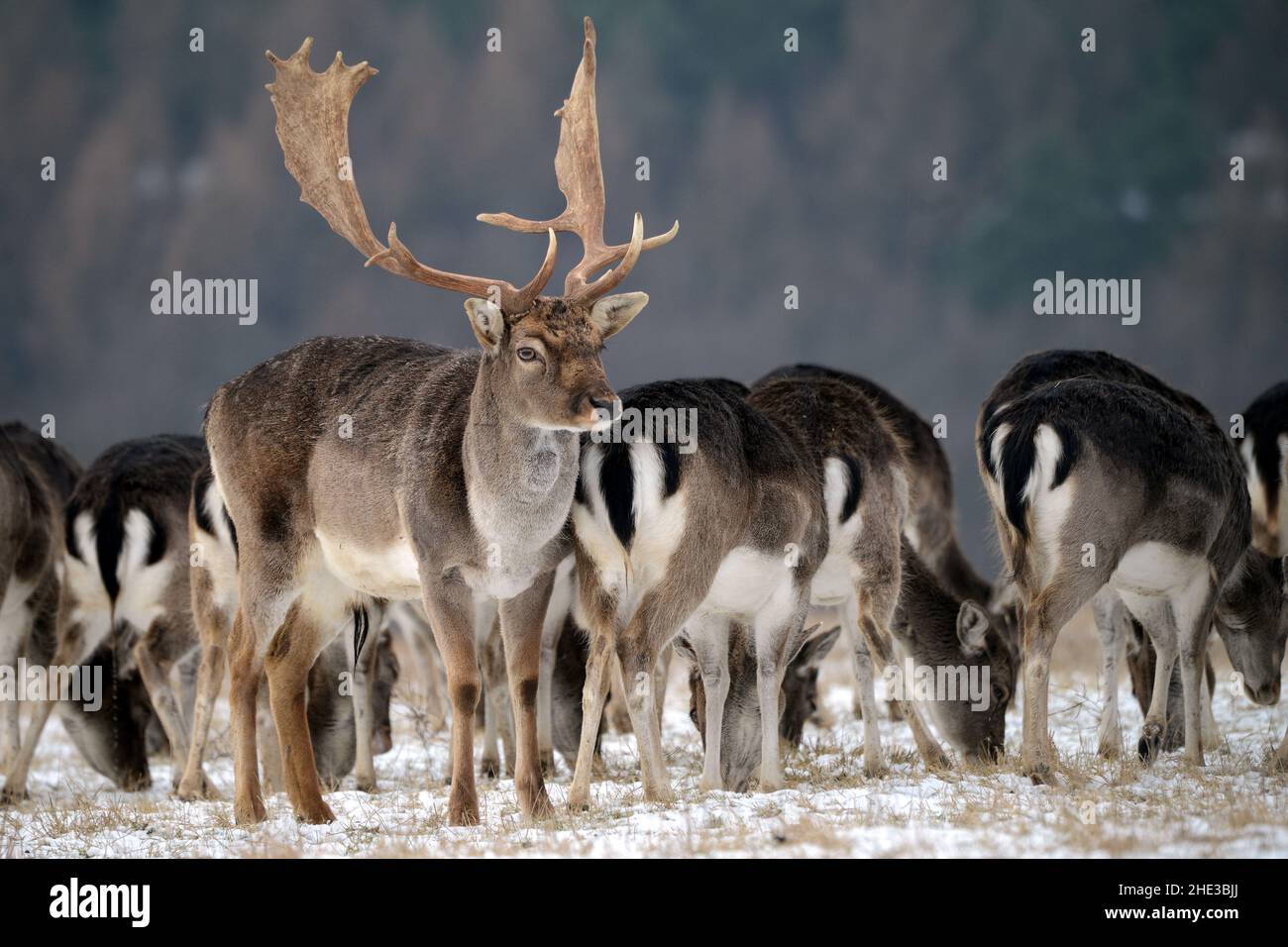 Skalice, Czech Republic. 8th Jan, 2022. A Fallow deer standing in a ...