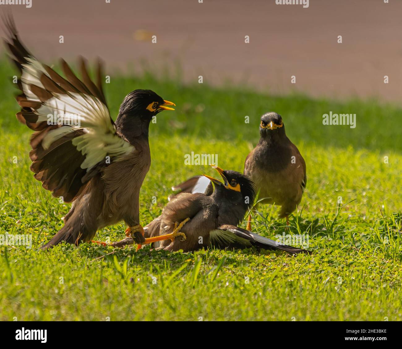 A fight between Common Myna 2 Stock Photo - Alamy