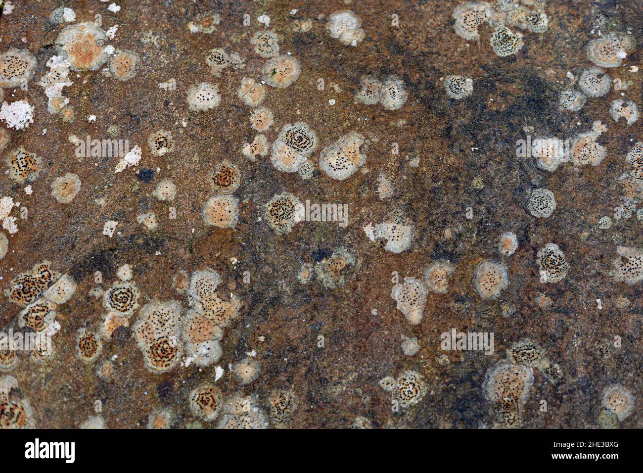 Lichens texture hi-res stock photography and images - Alamy