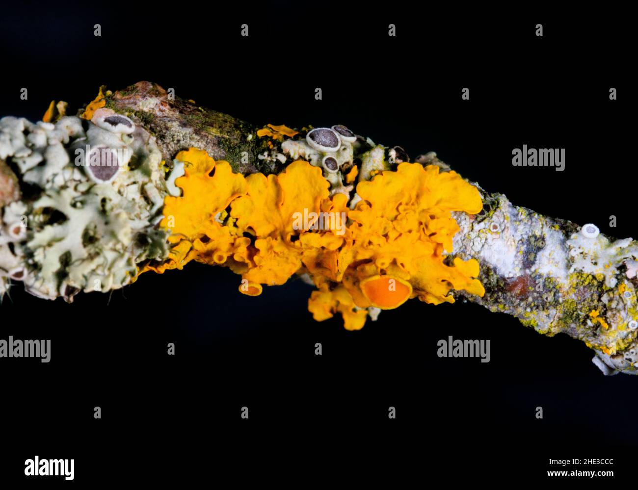 Common Yellow Lichen on a branch in close-up Stock Photo - Alamy