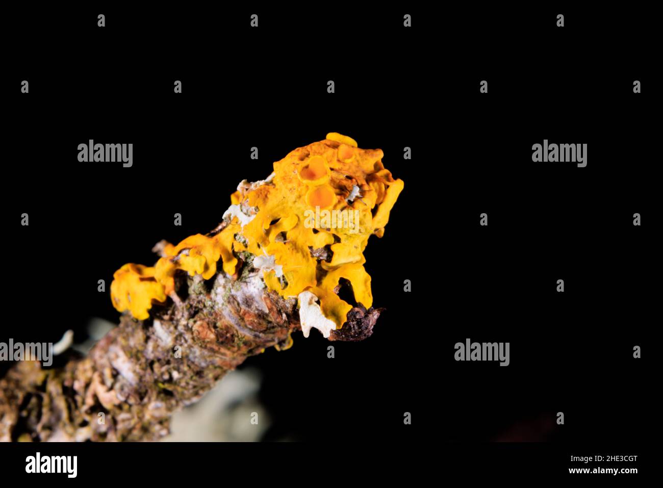 Common Yellow Lichen on a branch in close-up Stock Photo - Alamy