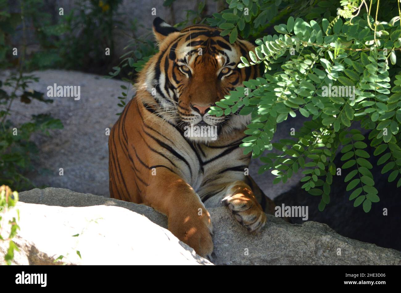A siberian tiger is hiding behind a tree Stock Photo - Alamy