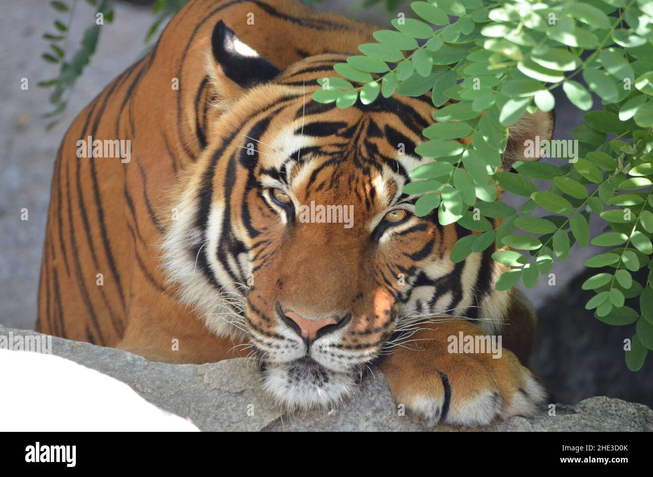 A siberian tiger is hiding behind a tree Stock Photo - Alamy