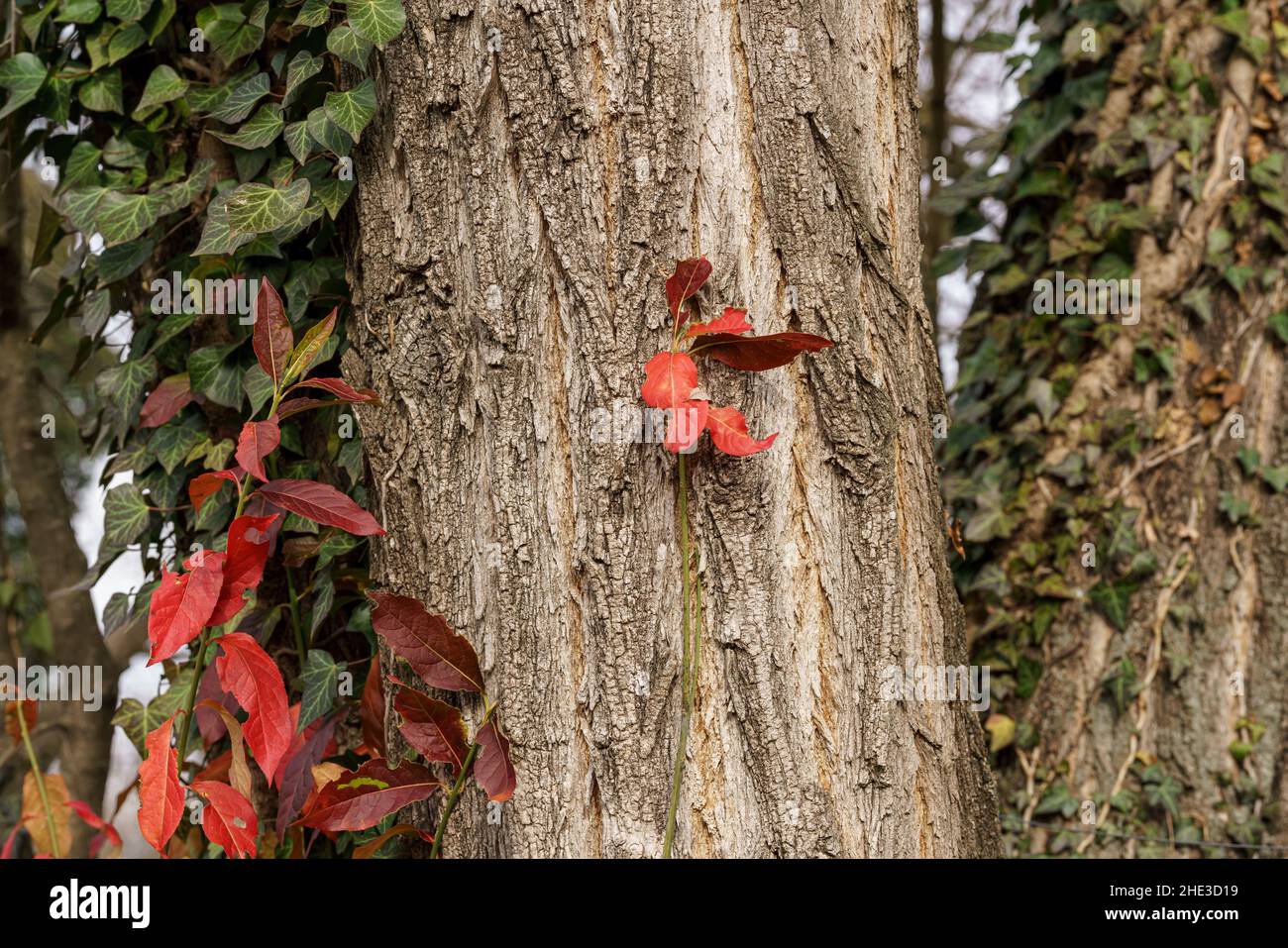 Winter landscape in the forest of La Garrotxa Stock Photo - Alamy