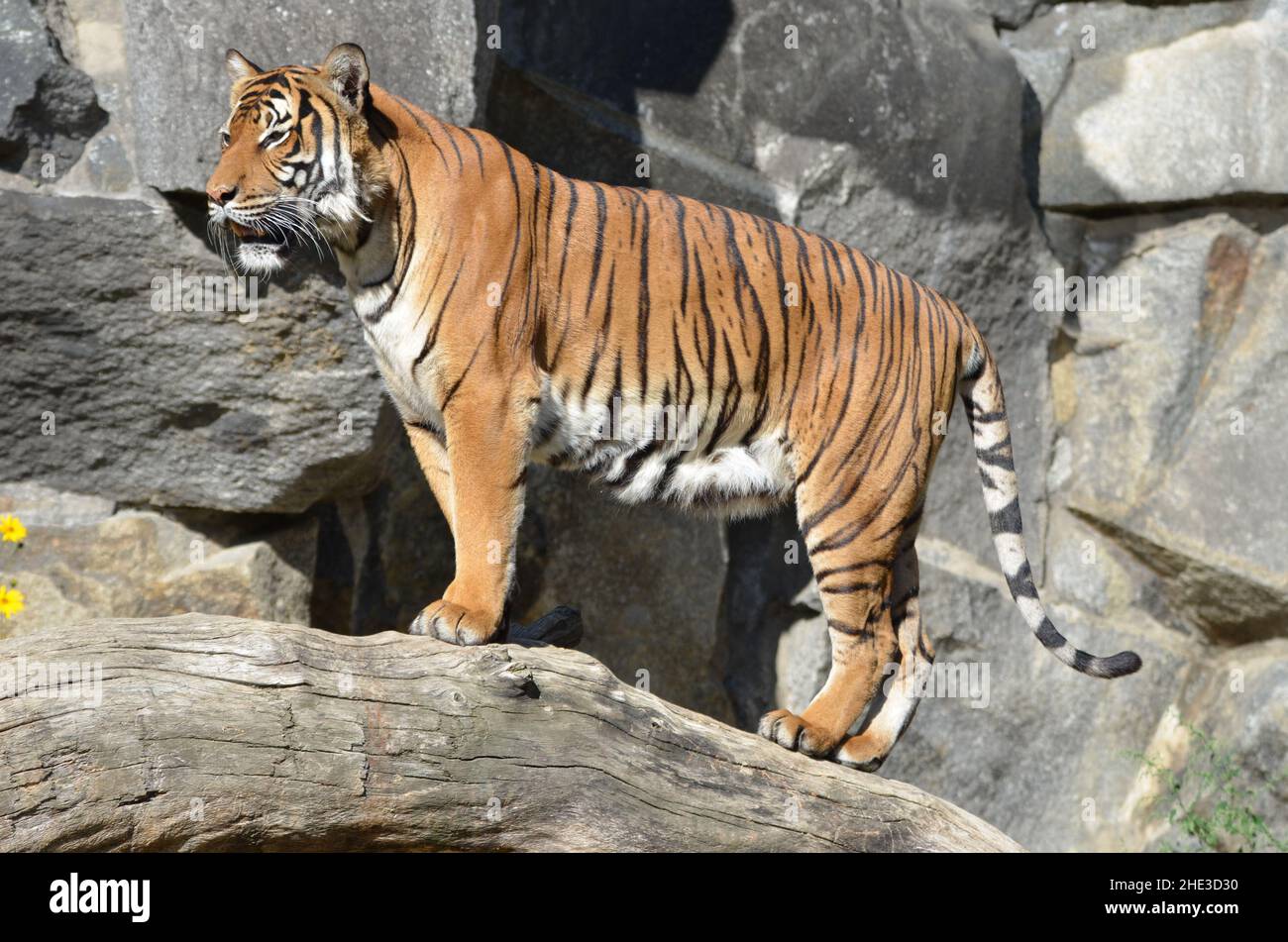 White Tiger On A Walk High Resolution Stock Photography and Images - Alamy