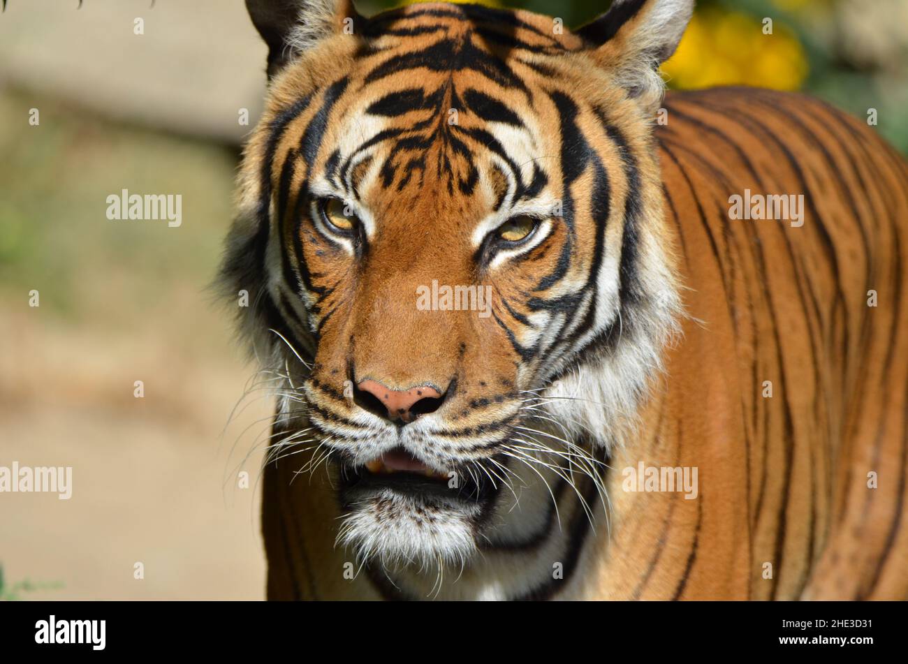 Portrait siberian tiger rest hi-res stock photography and images - Alamy