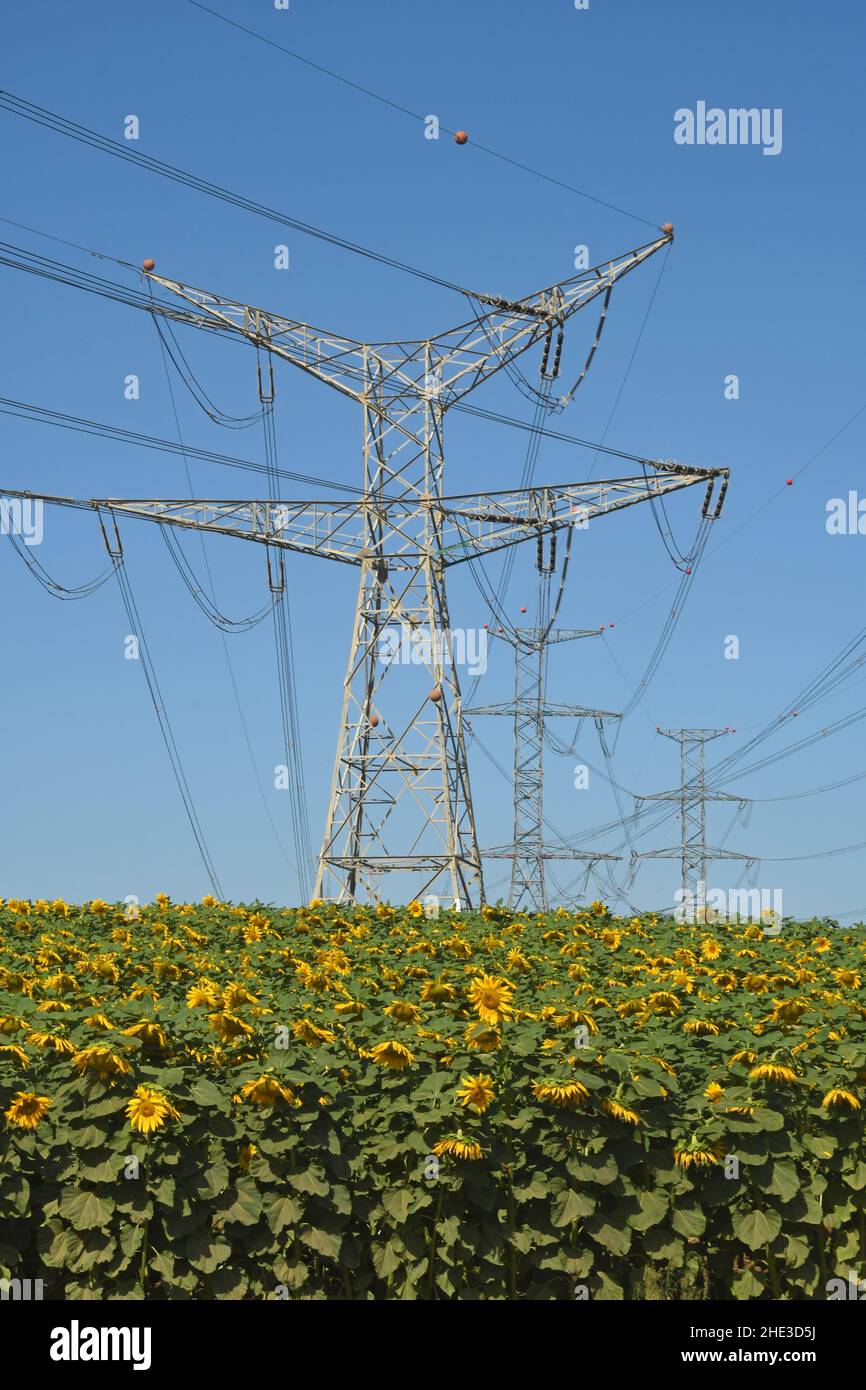 Sunflowers and electricity pylons Stock Photo - Alamy