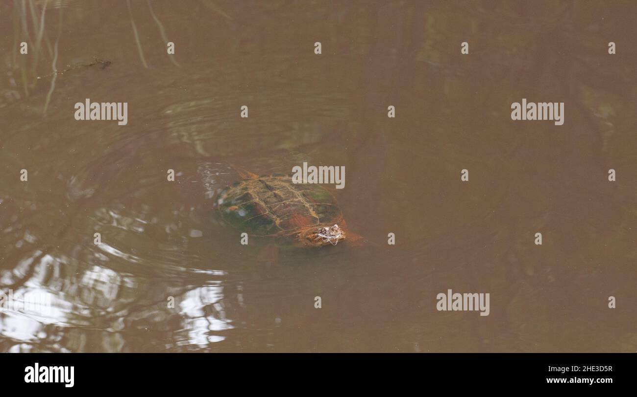 Common snapping turtle breathing at surface and seeing if any humans ...