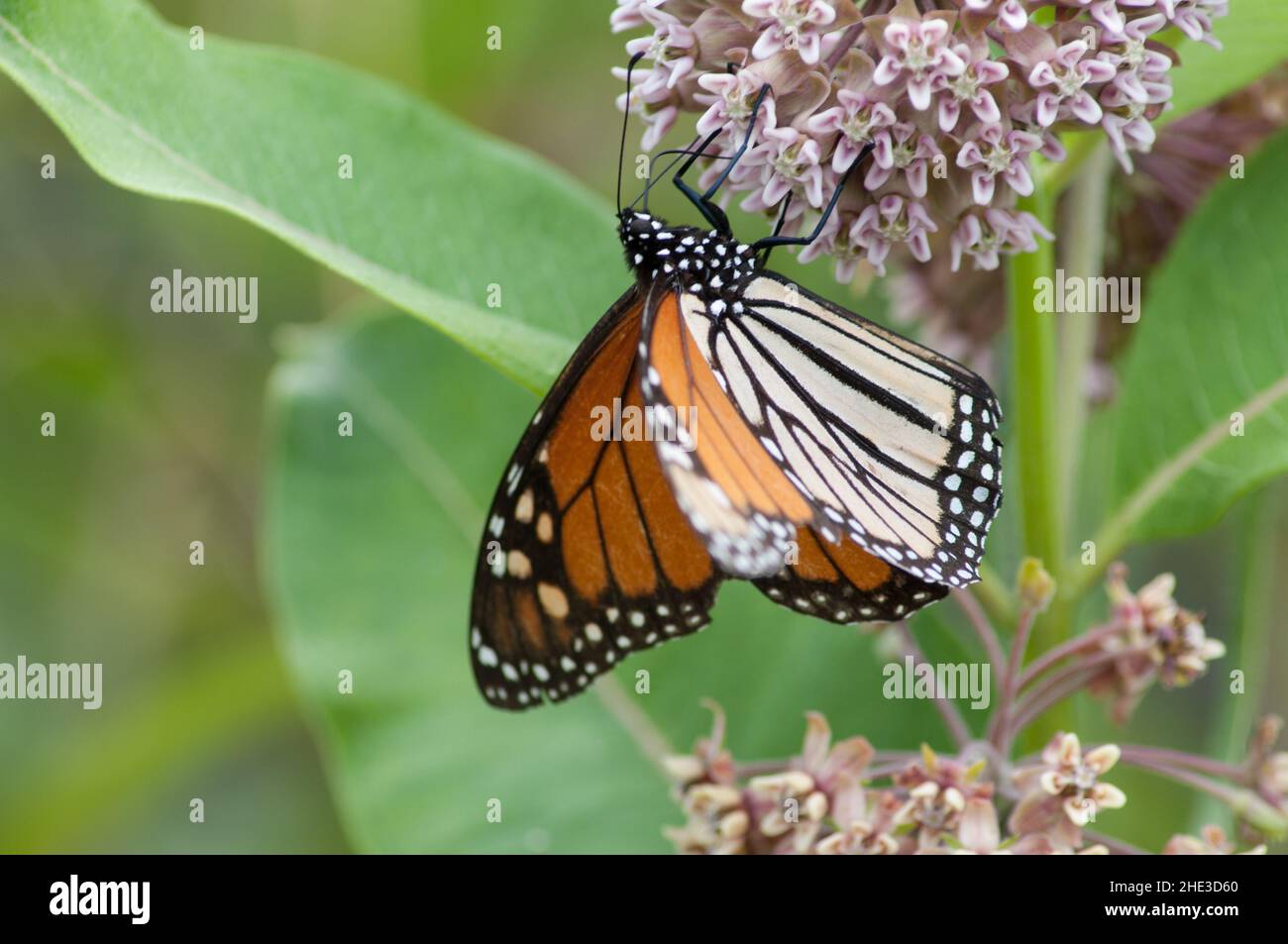Monarch Butterfly (Danaus plexippus) feeds on Milkweed Stock Photo - Alamy