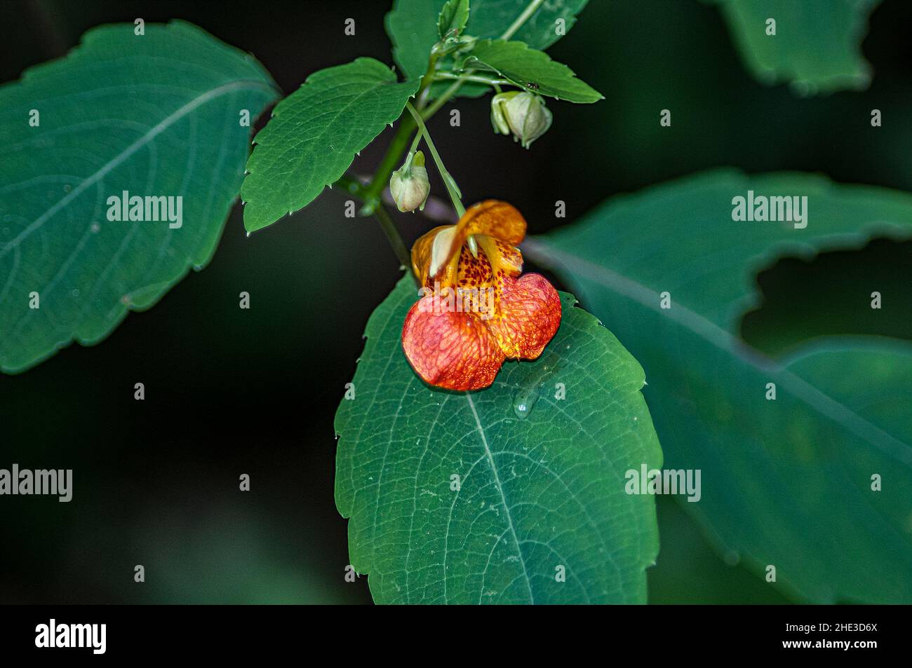 Common Jewelweed (Impatiens capensisin) blooms in northern Virginia ...
