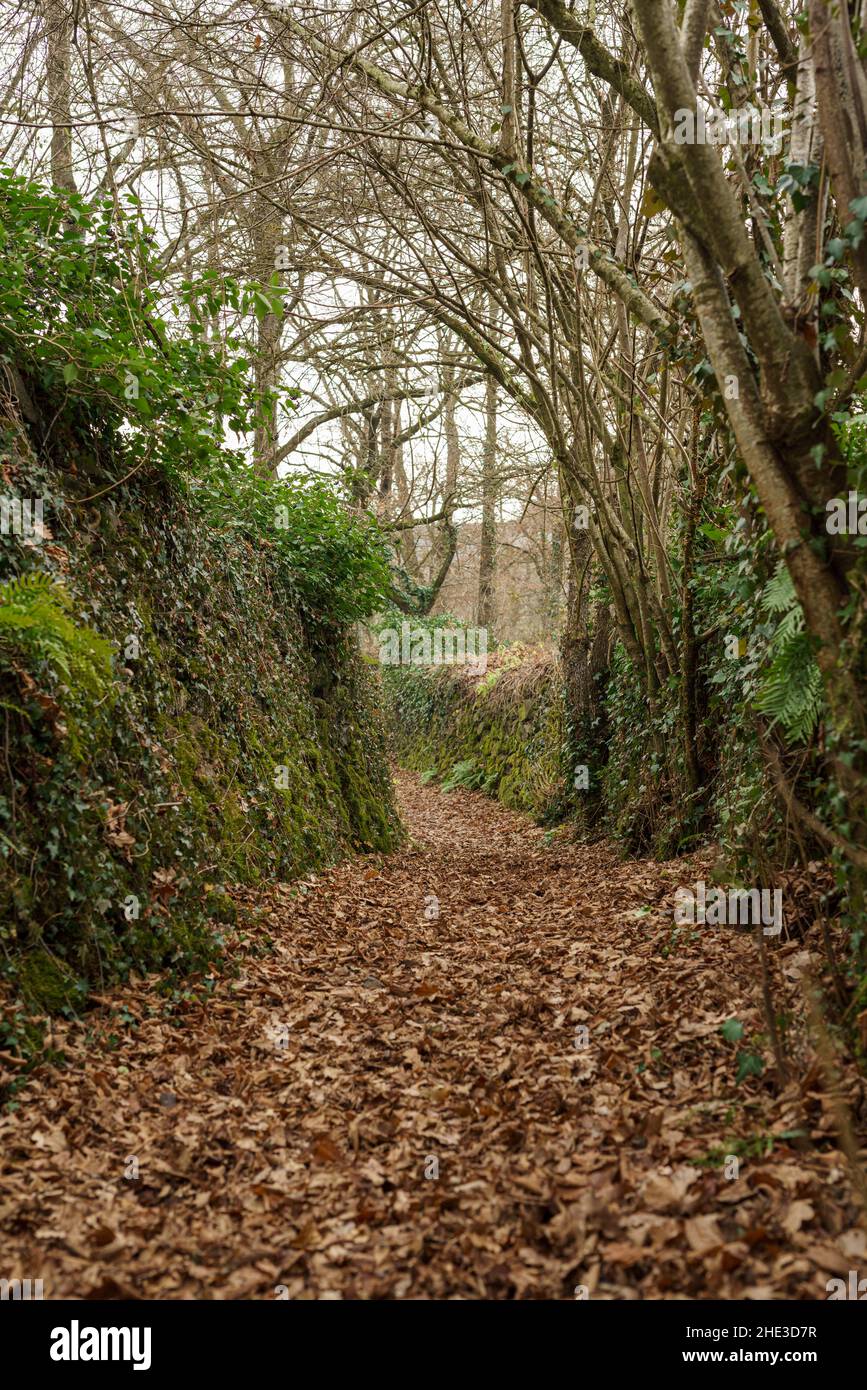 Winter landscape in the forest of La Garrotxa Stock Photo - Alamy