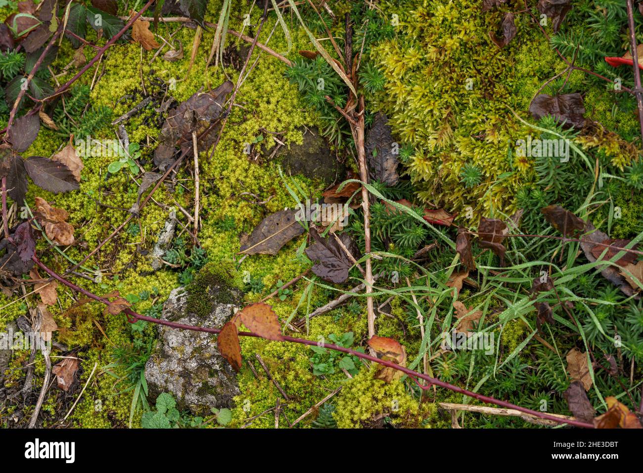 Winter landscape in the forest of La Garrotxa Stock Photo - Alamy