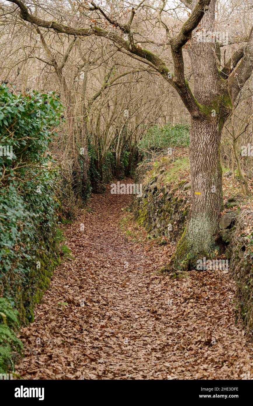 Winter landscape in the forest of La Garrotxa Stock Photo - Alamy
