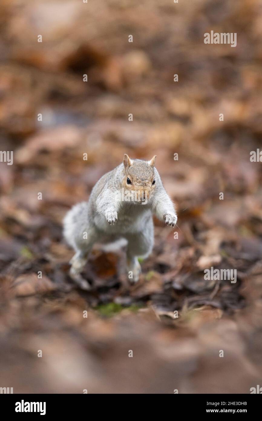 Eastern Grey Squirrel (Sciurus carolinensis) introduced species, adult ...