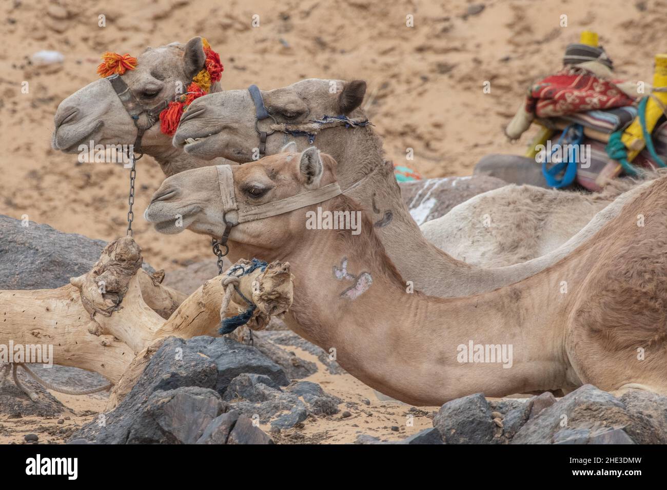 A close up of a resting row of camels (Camelus dromedarius) in the ...