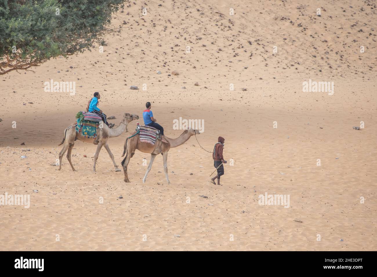 A camel ride in the Egyptian wilderness Stock Photo - Alamy