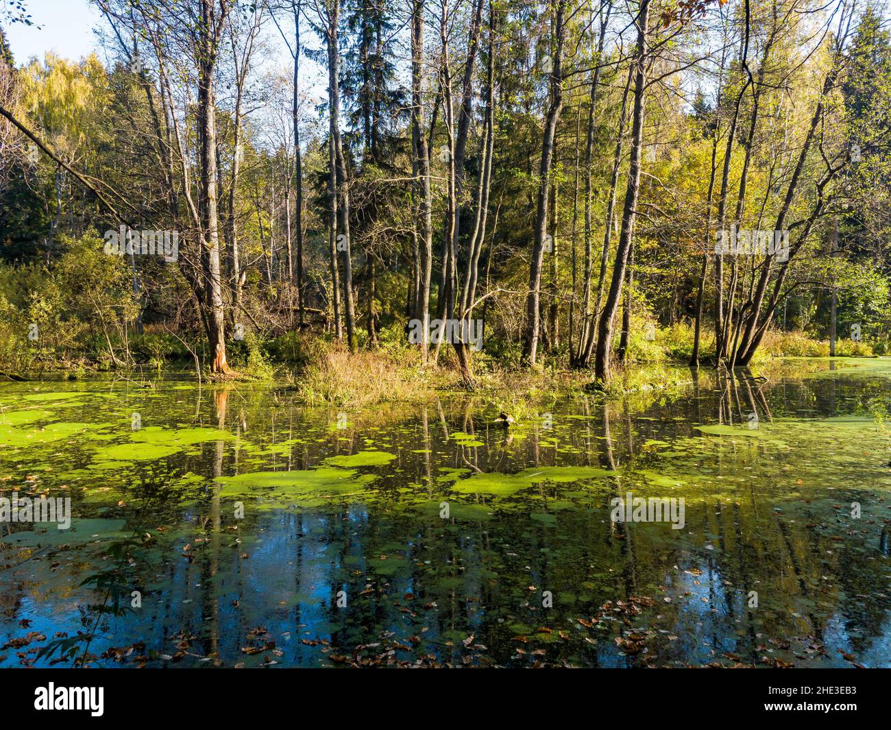 A spill in the forest at the junction of two streams, a mysterious ...