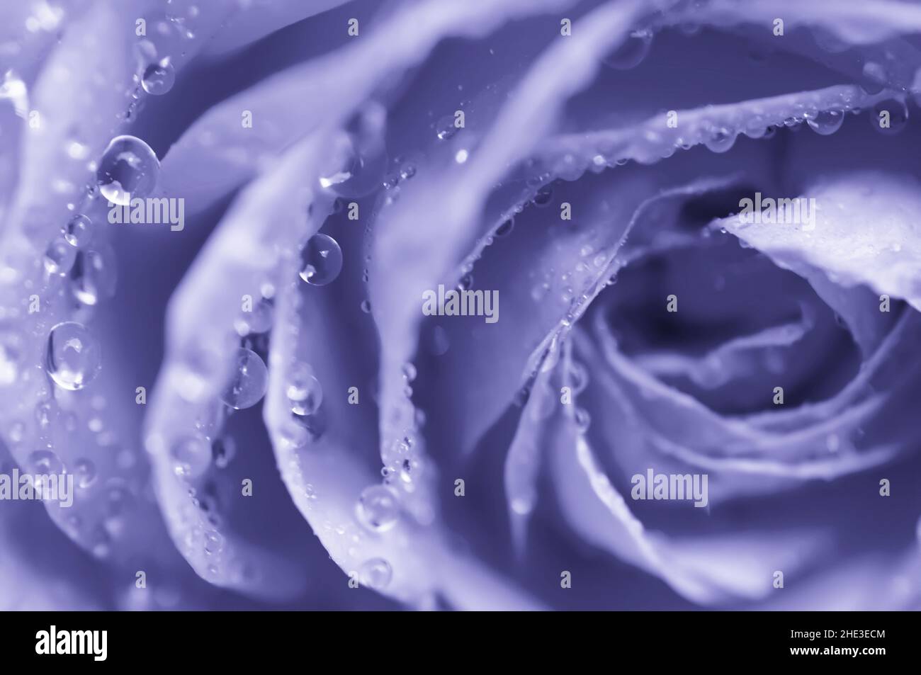 Very peri rose hi-res stock photography and images - Alamy