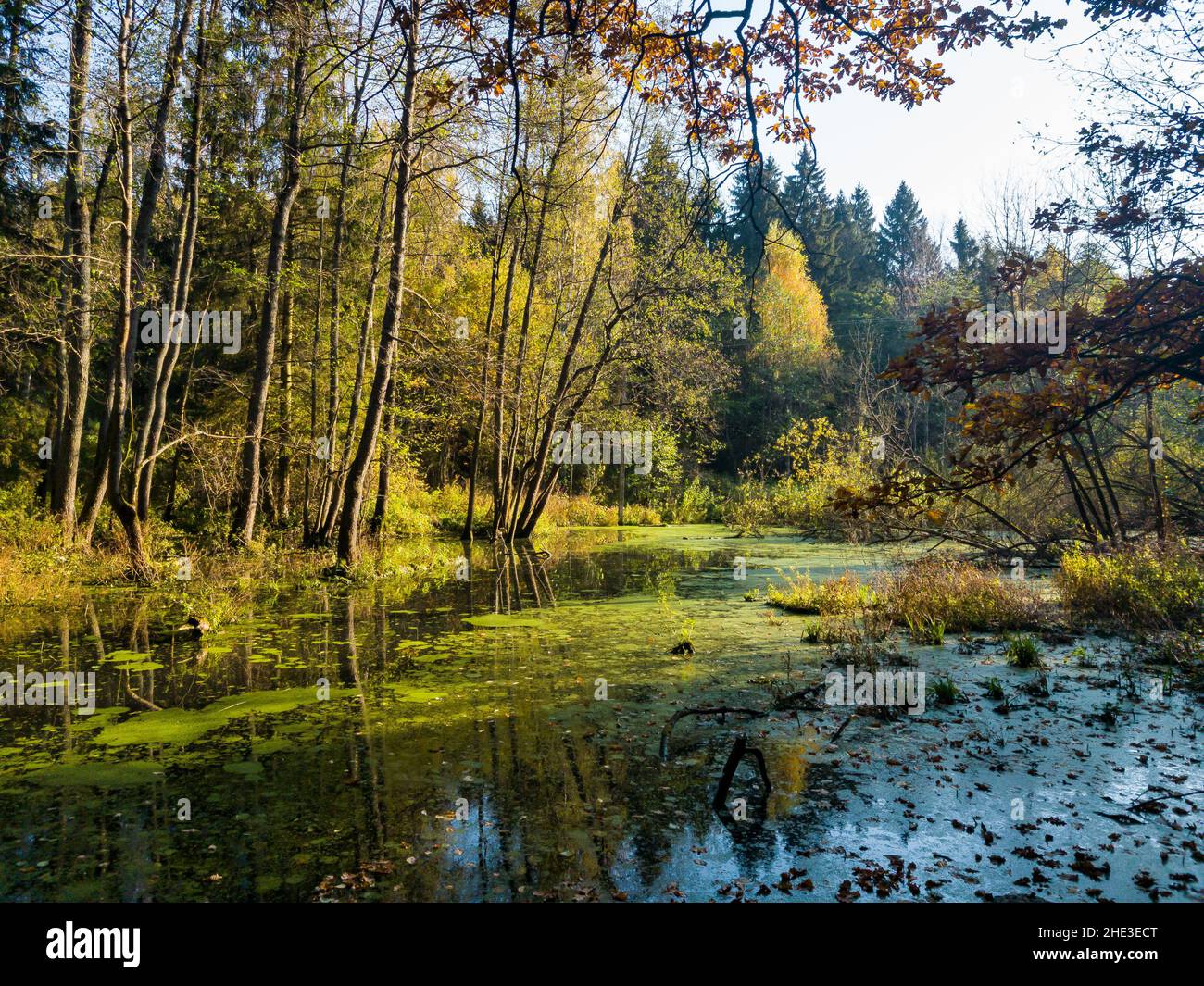 A spill in the forest at the junction of two streams, a mysterious ...