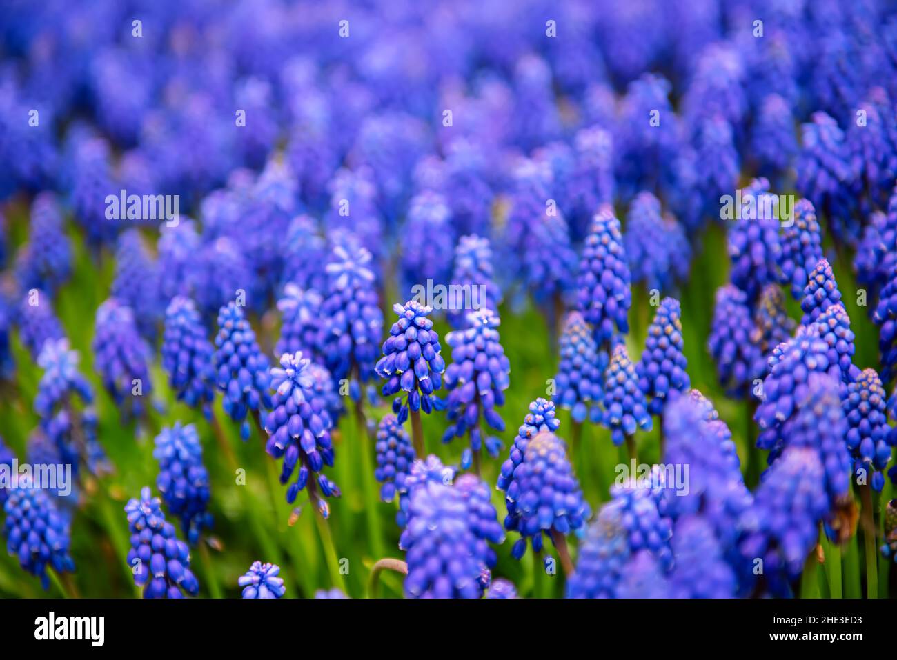 Muscari neglectum flowers Stock Photo - Alamy