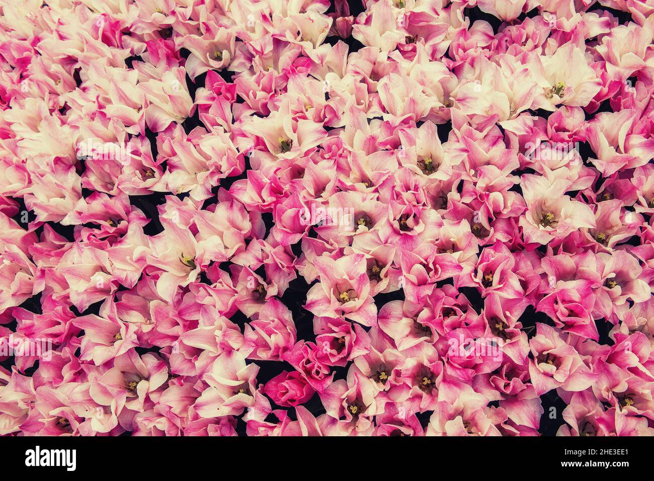 Pink tulip flowers Stock Photo - Alamy