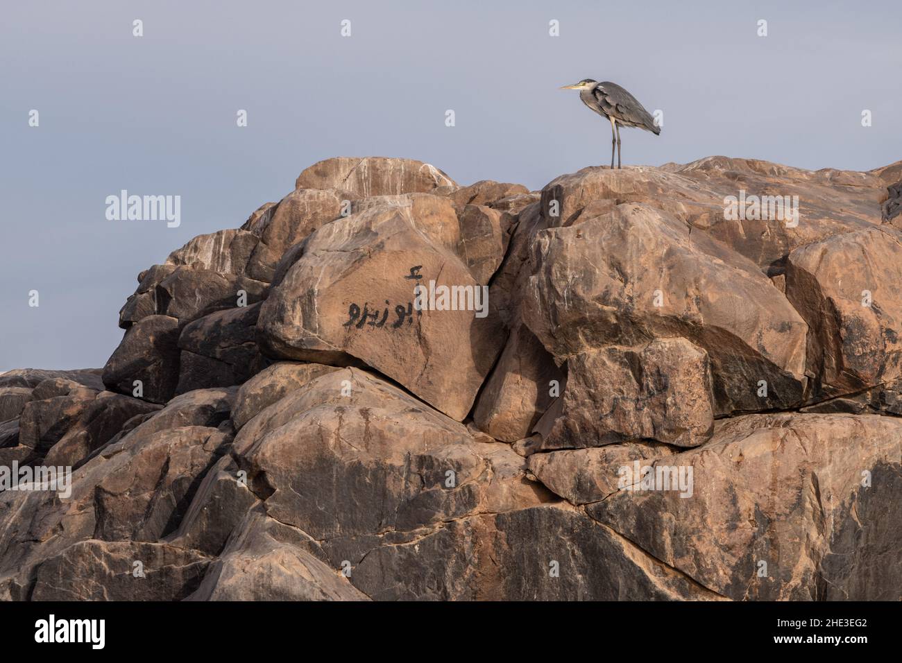A grey heron (Ardea cinerea), a large wading bird, from near Aswan city ...