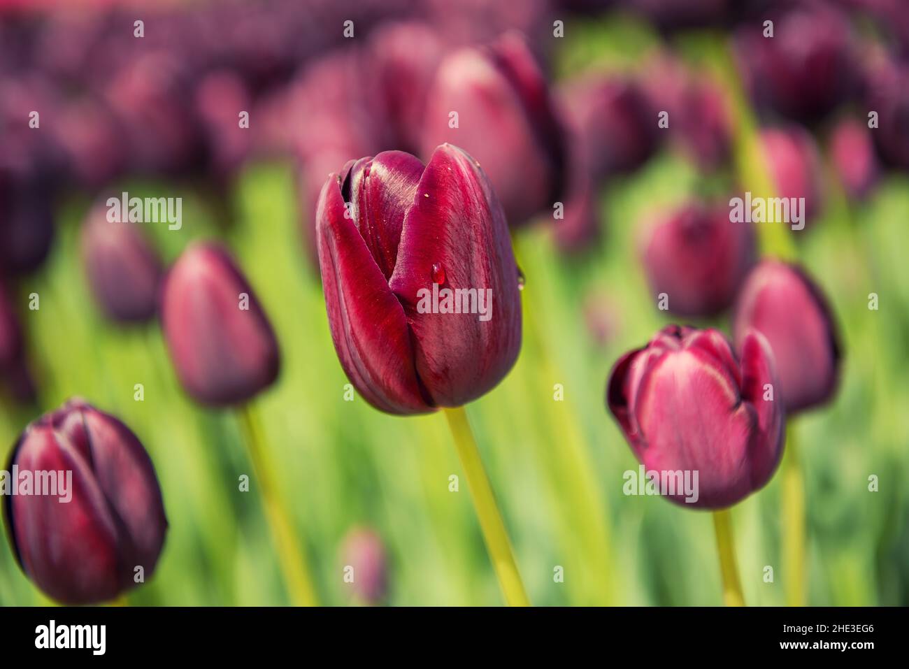 Dark red tulip flowers Stock Photo - Alamy