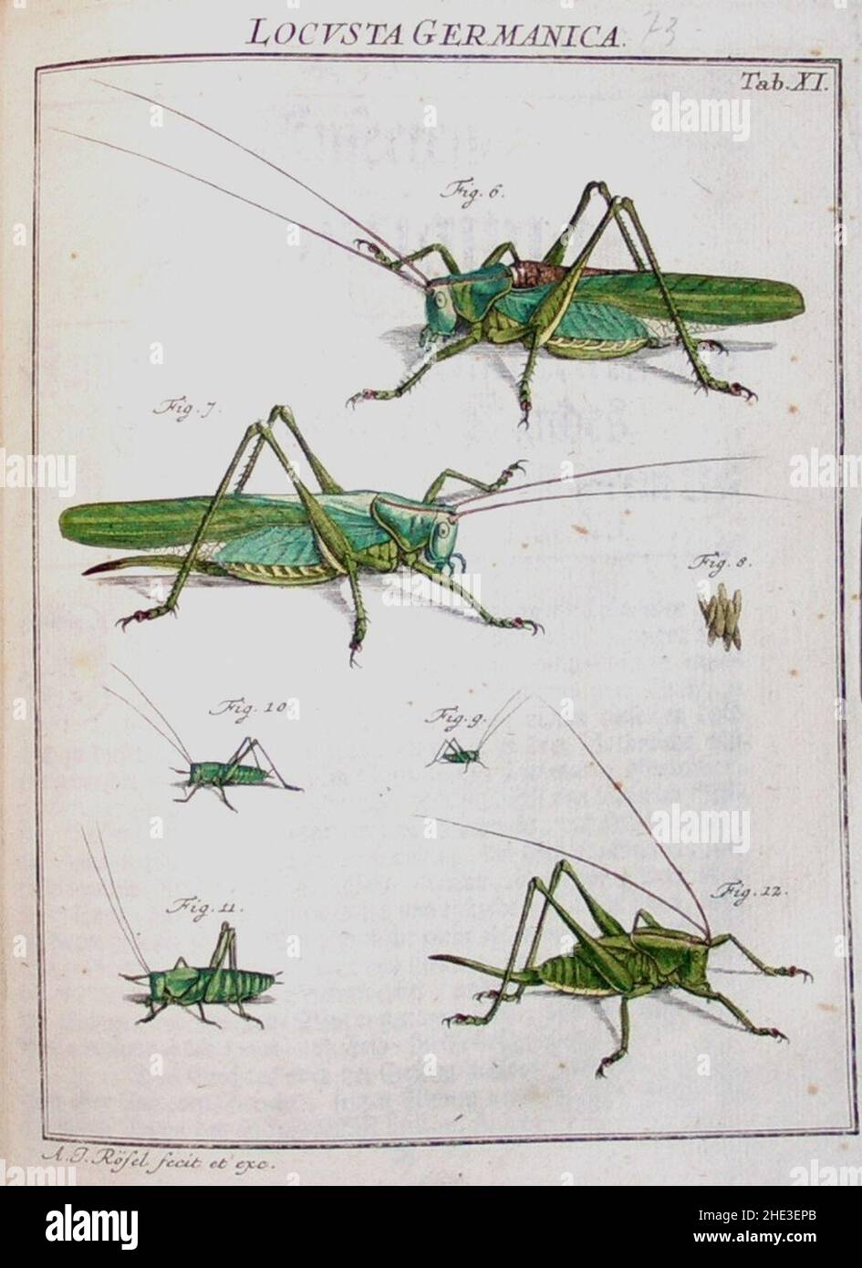 Laubheuschrecke hi-res stock photography and images - Alamy