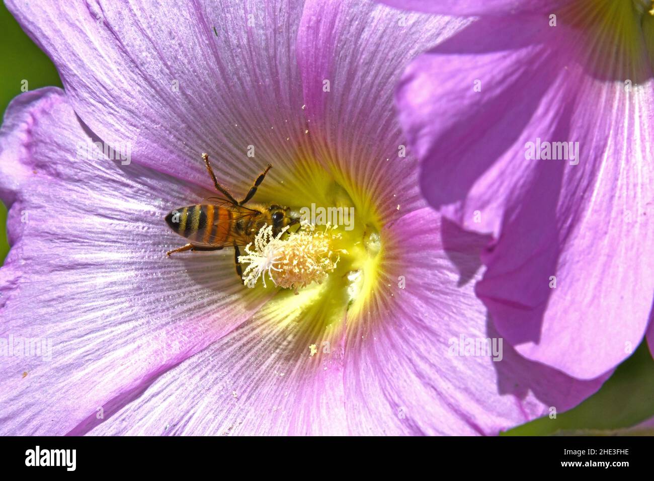 Bee pollinating large pink flower Stock Photo - Alamy