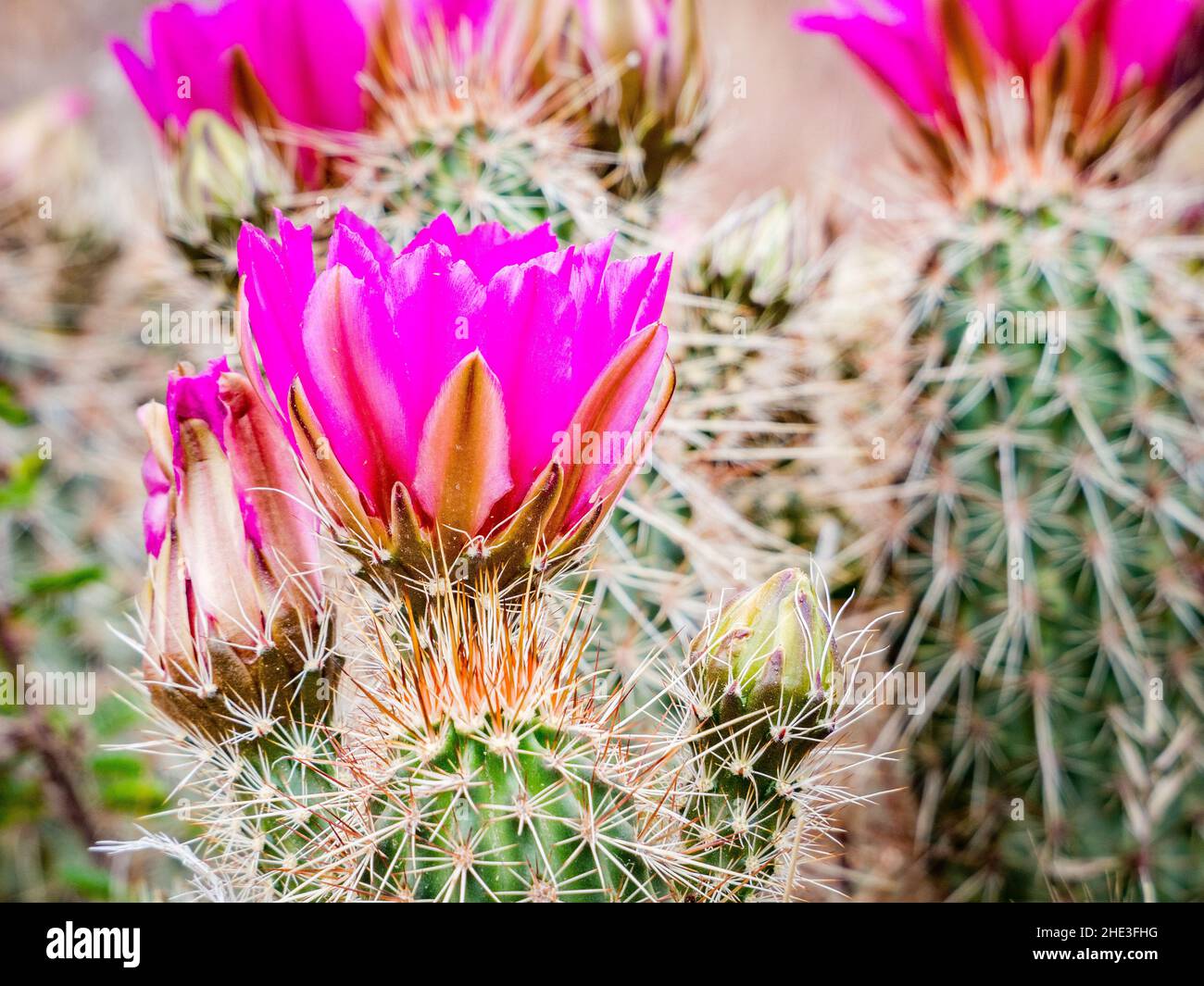 Purple cactus hi-res stock photography and images - Alamy