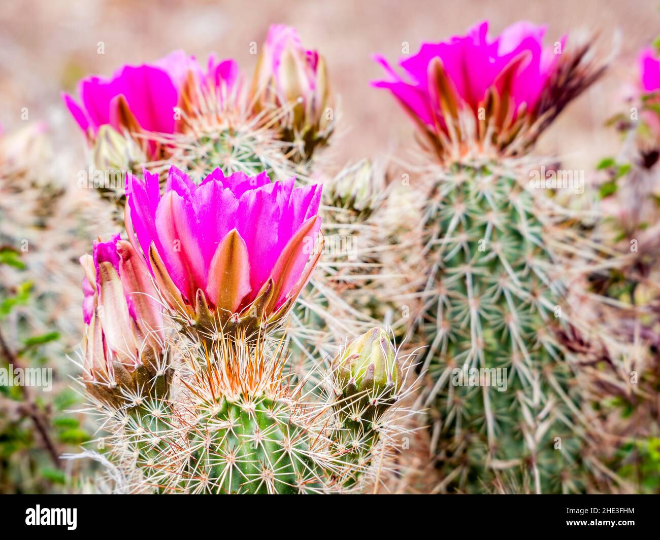 Purple Cactus Flower