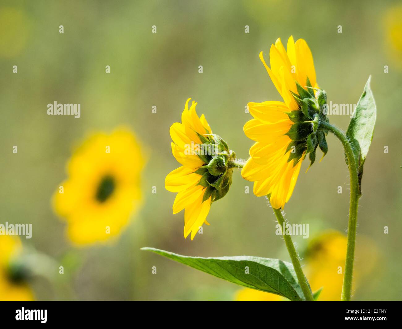 Back of sunflower hi-res stock photography and images - Alamy