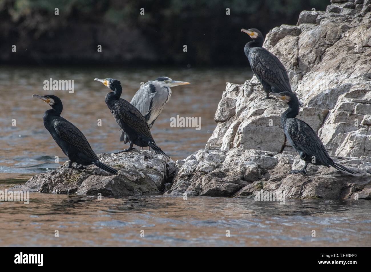 A group of great cormorant (Phalacrocorax carbo) and a grey heron ...