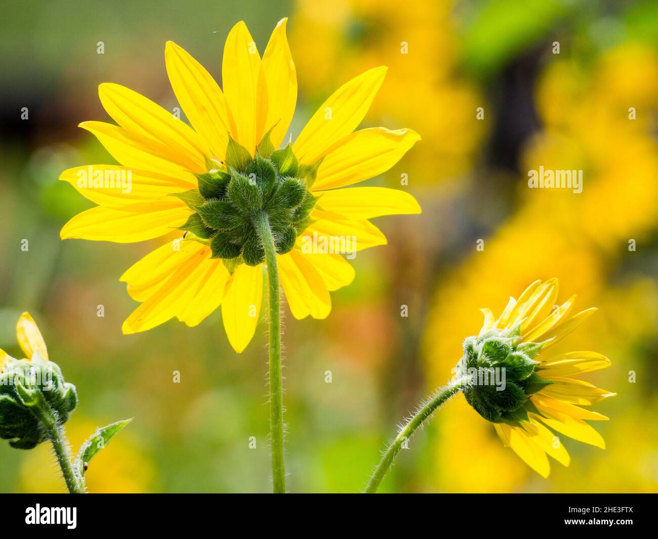 Back of sunflower hi-res stock photography and images - Alamy