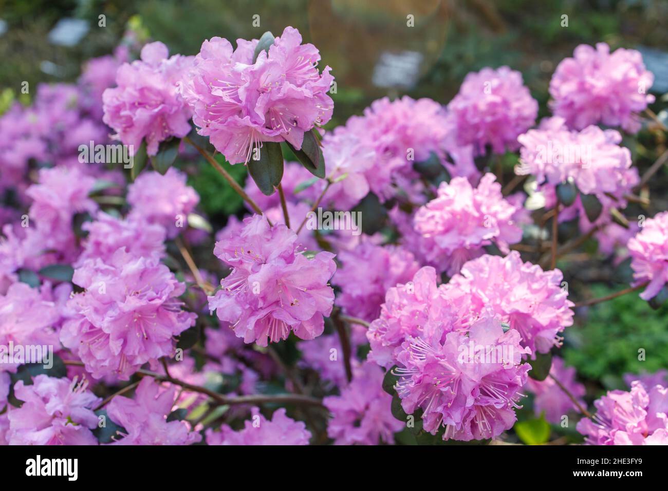 Blooming pink purple rhododendron in a botanical garden in spring ...