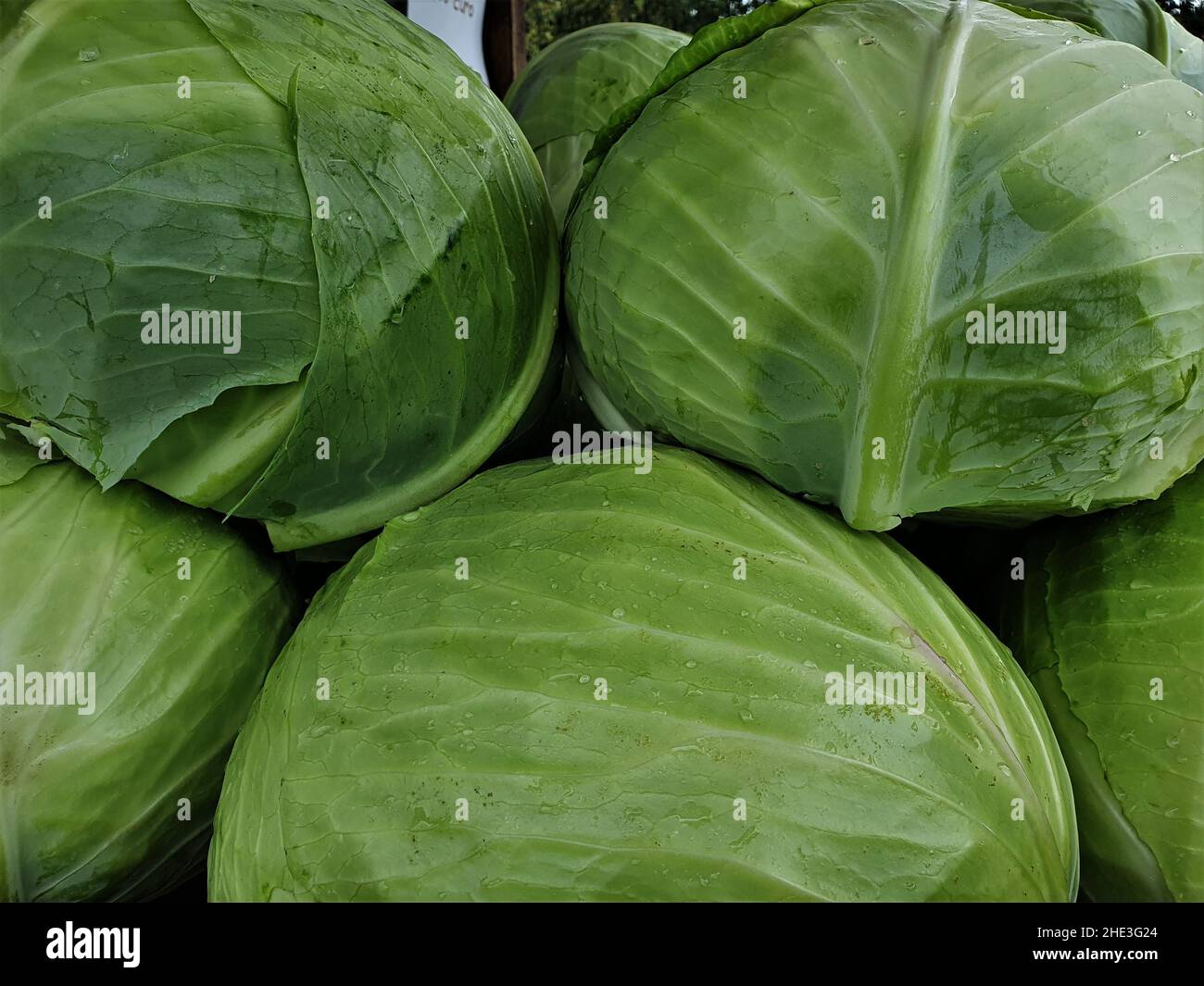Large head white cabbage leaves hi-res stock photography and images - Alamy