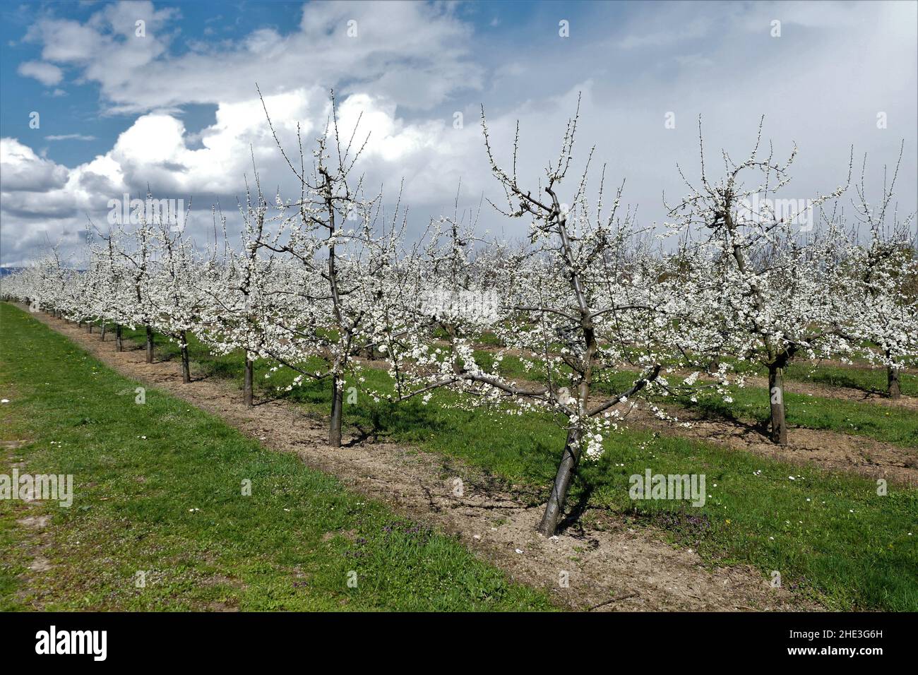 White Blooming Fruit Trees Stock Photo - Alamy