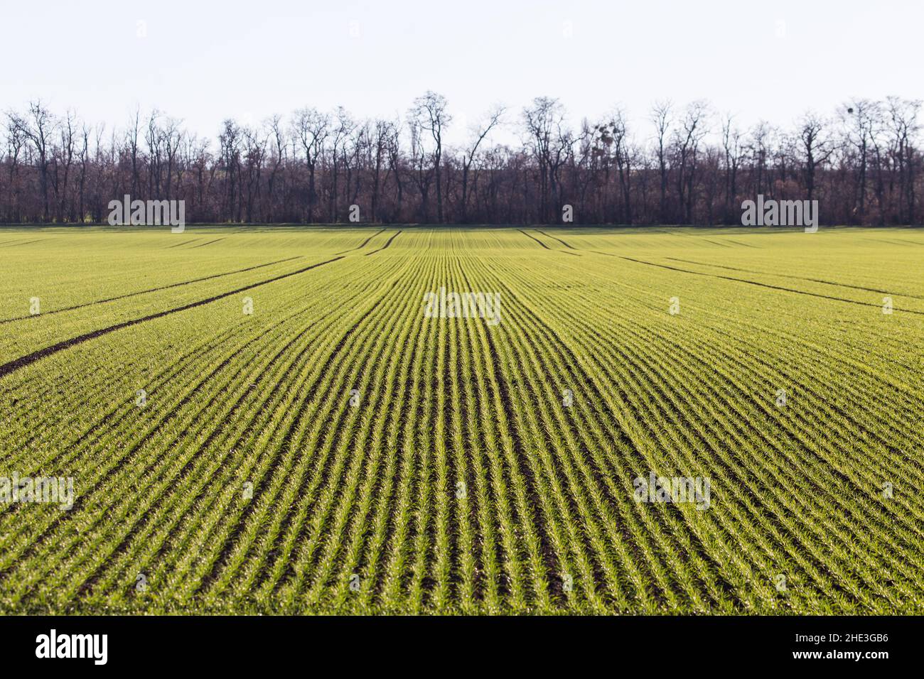 Agricultural farming field with small green plants in lines during ...