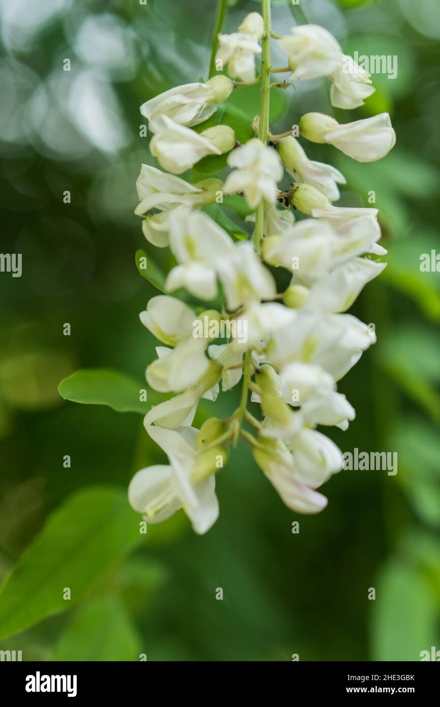 acacia flowers blooming acacia brush on the tree plants Stock Photo - Alamy