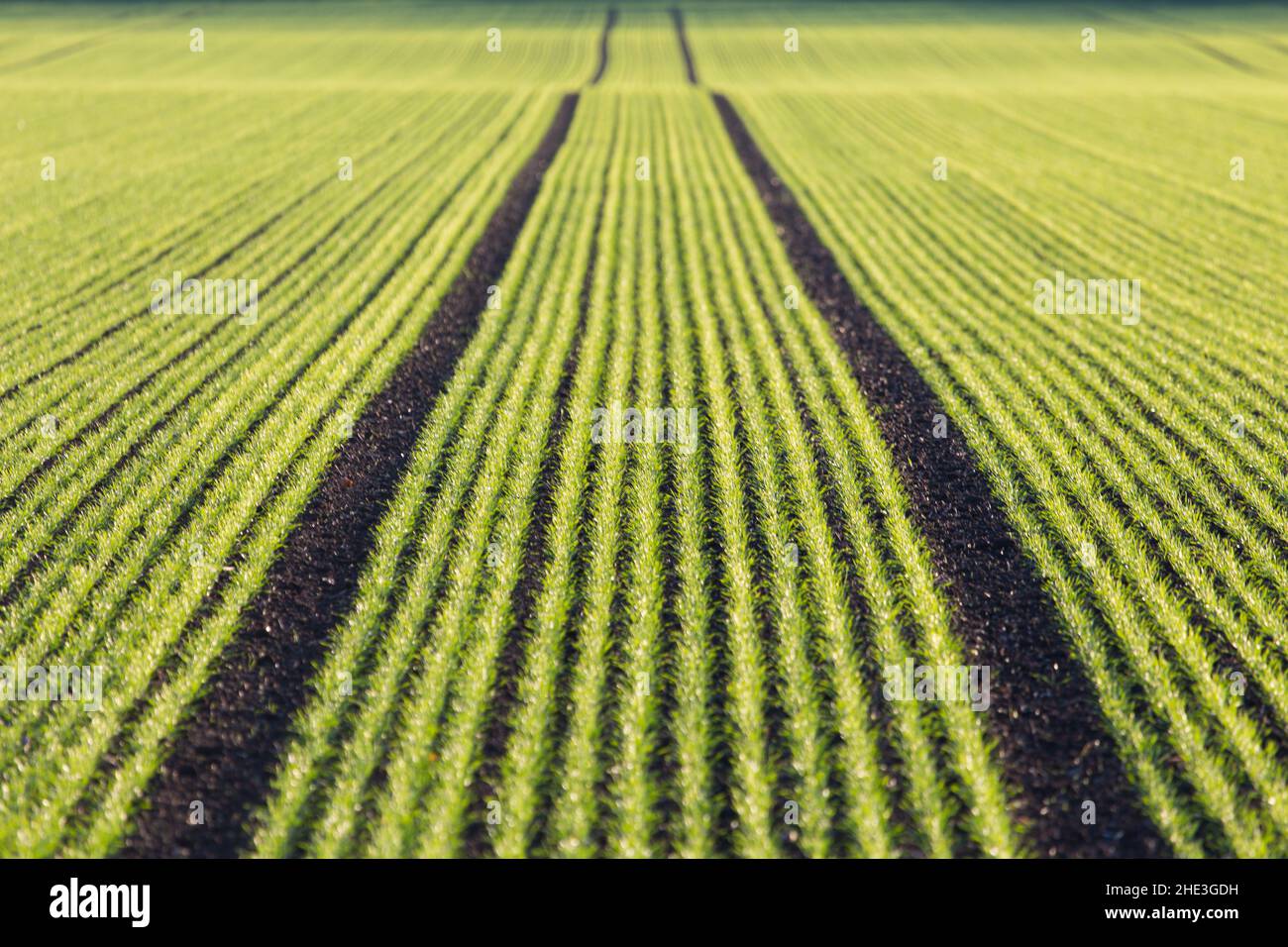 Intensive Commercial Farming