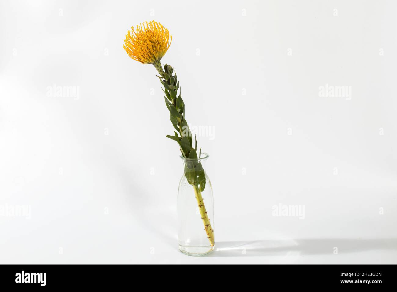 Orange fresh protea in transparent vase on the white background Stock ...