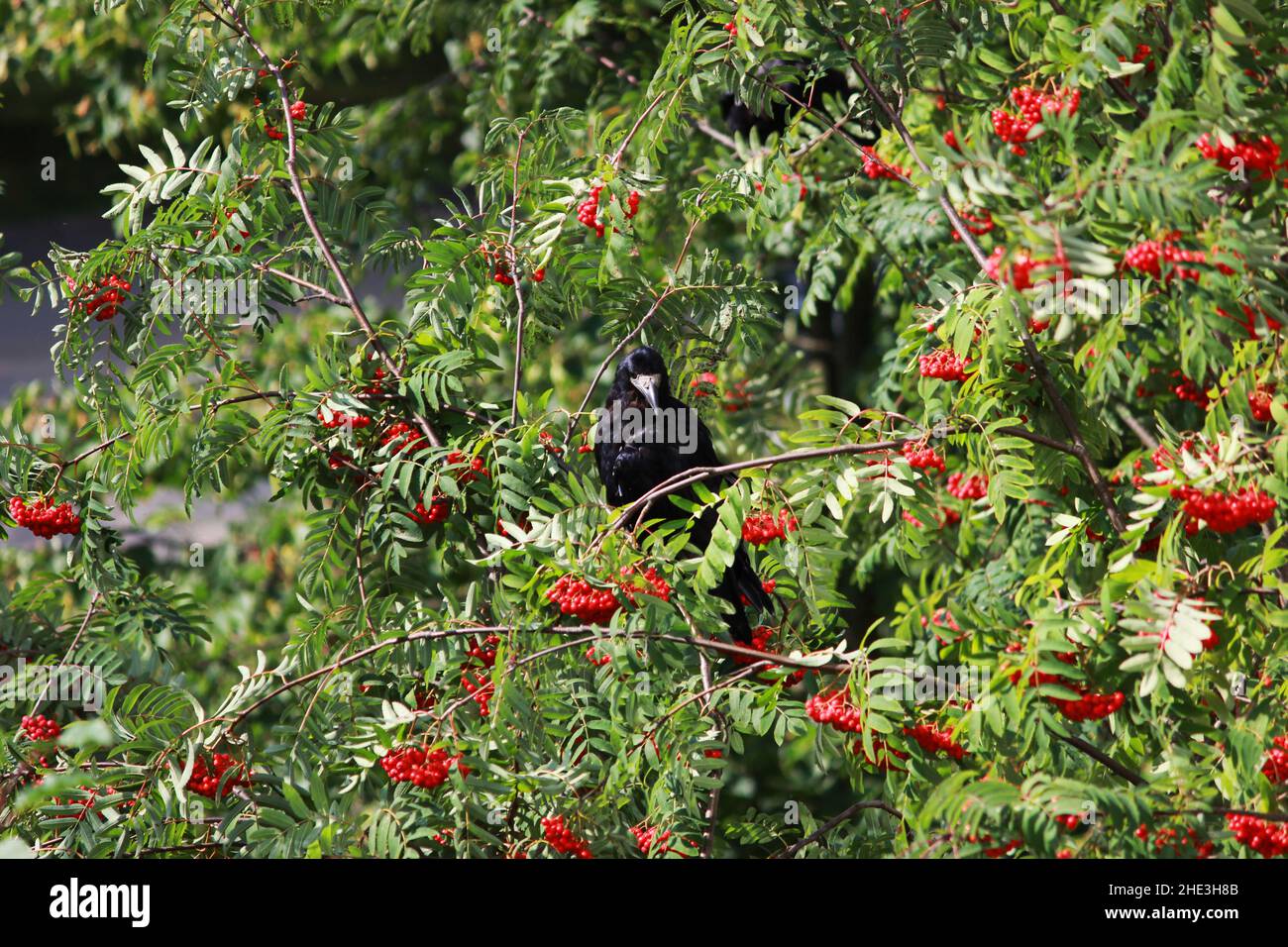 Crow berries hi-res stock photography and images - Alamy
