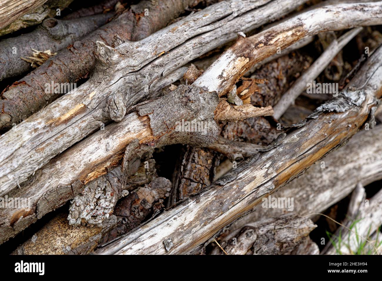 Texture of twigs of trees. Close up of wall made from various tree ...