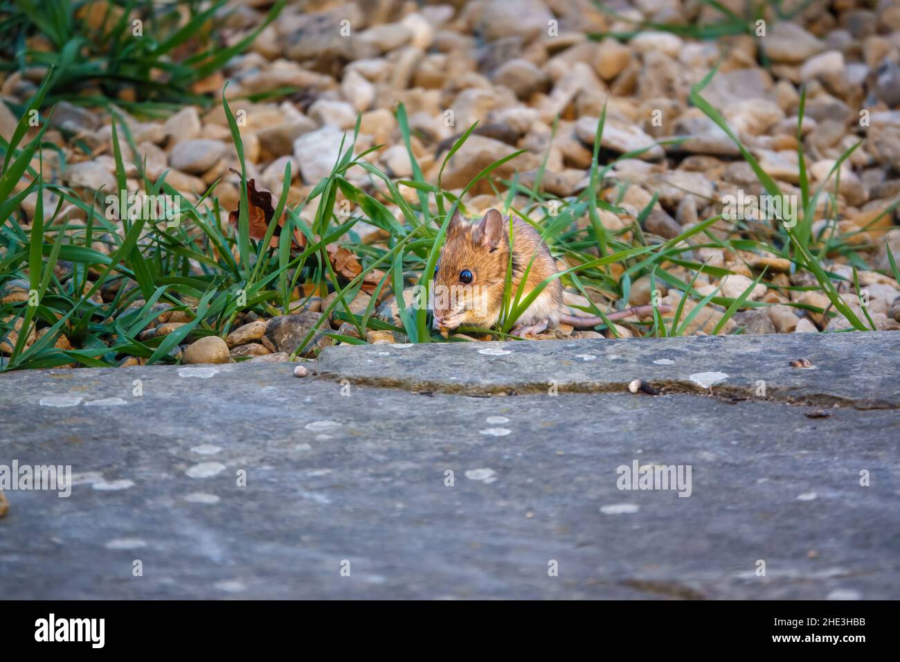 a wood field mouse (Apodemus sylvaticus) eating bird food off of the ...
